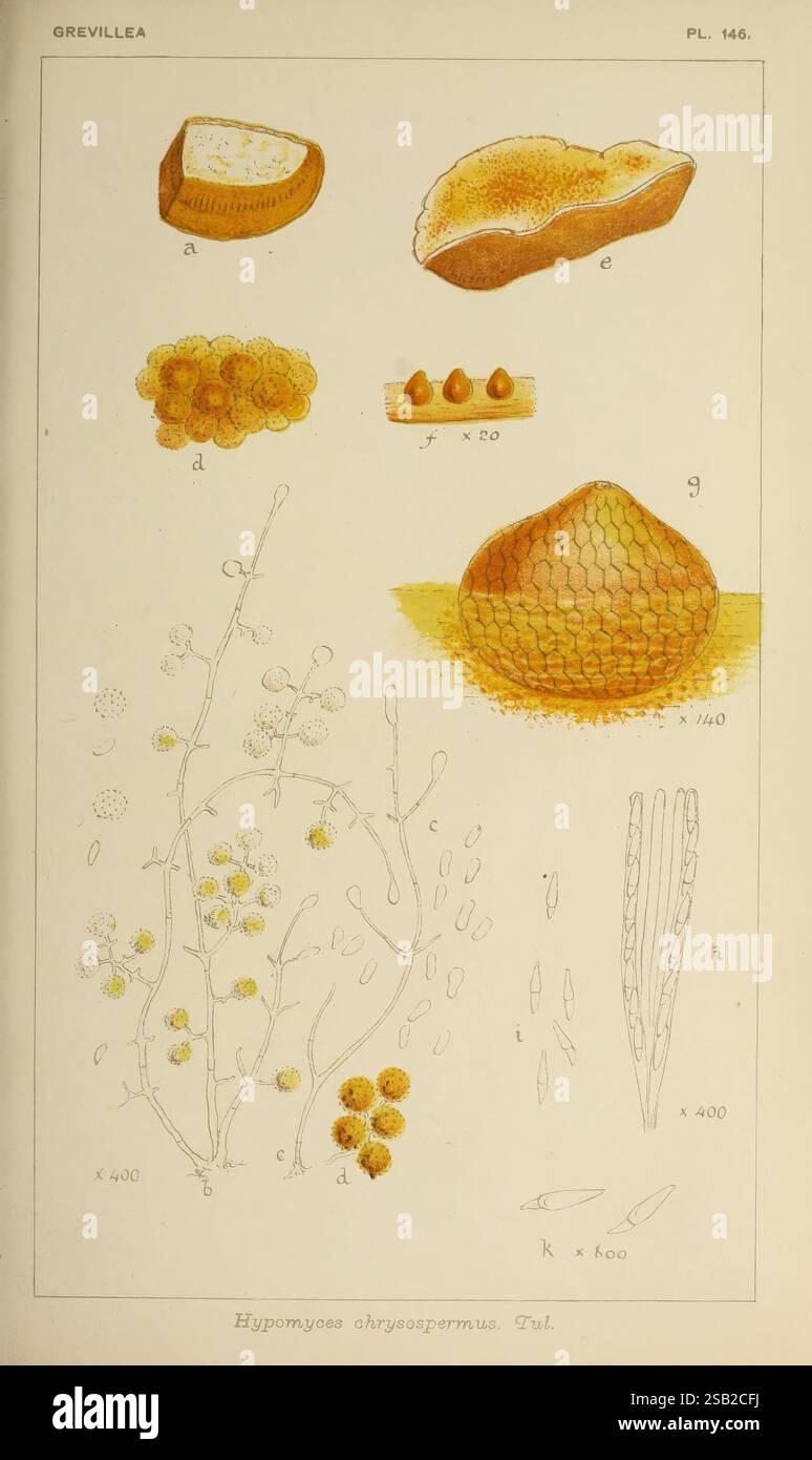 Grevillea, London, 1872-1894, cryptogamia, cryptogams, periodicals ...