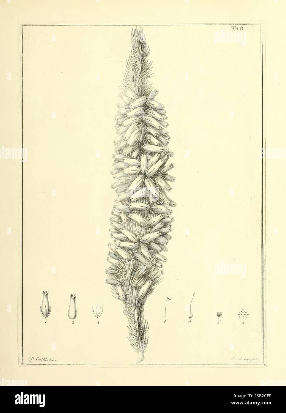 Ericetum africanum Leiden circa 1760 Ericaceae Botany, The illustration ...