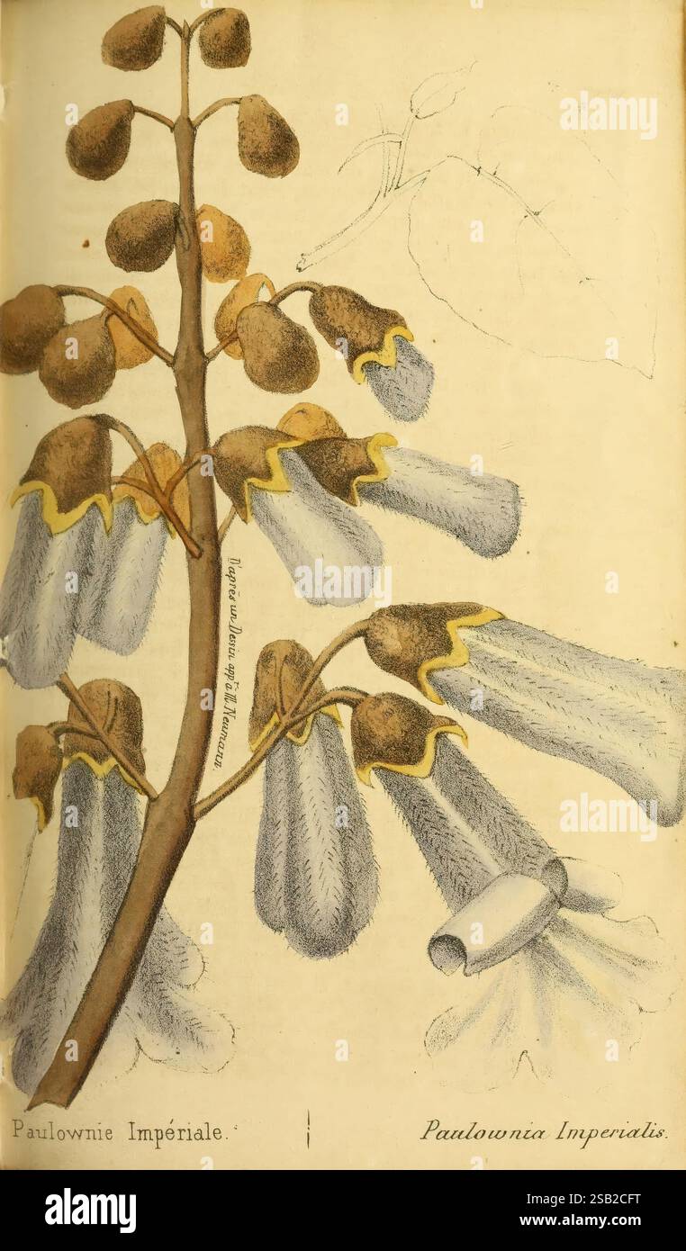 Distinct tubular form hi-res stock photography and images - Alamy