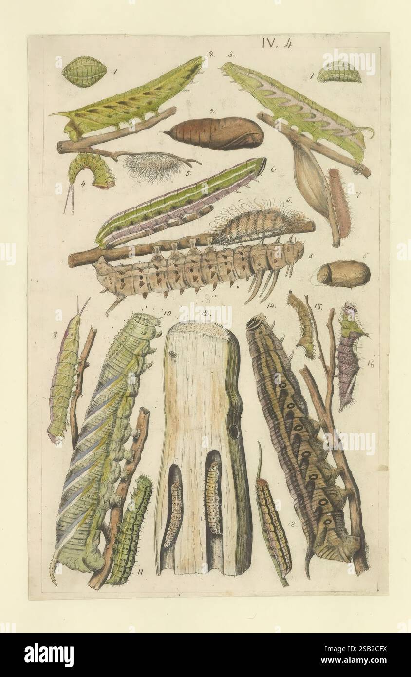 Lepidoptera, manuscript, [between 1873-1883?], Lepidoptera, lifecycles ...