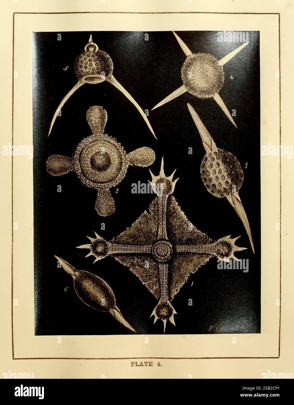 Spiny projections stands hi-res stock photography and images - Alamy