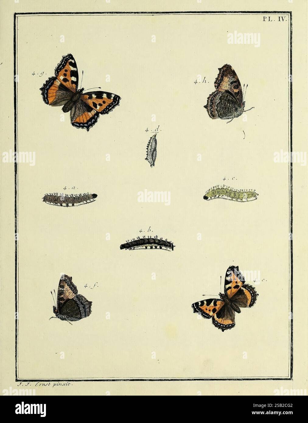 Various earlier life stages hi-res stock photography and images - Alamy