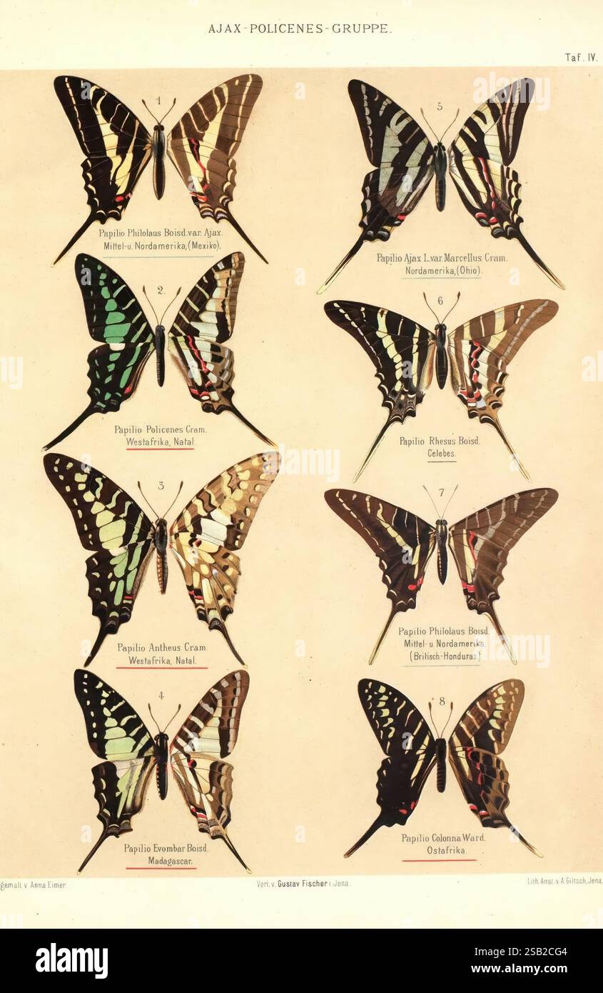 Die Artbildung und Verwandtschaft bei den Schmetterlingen, Jena, G ...