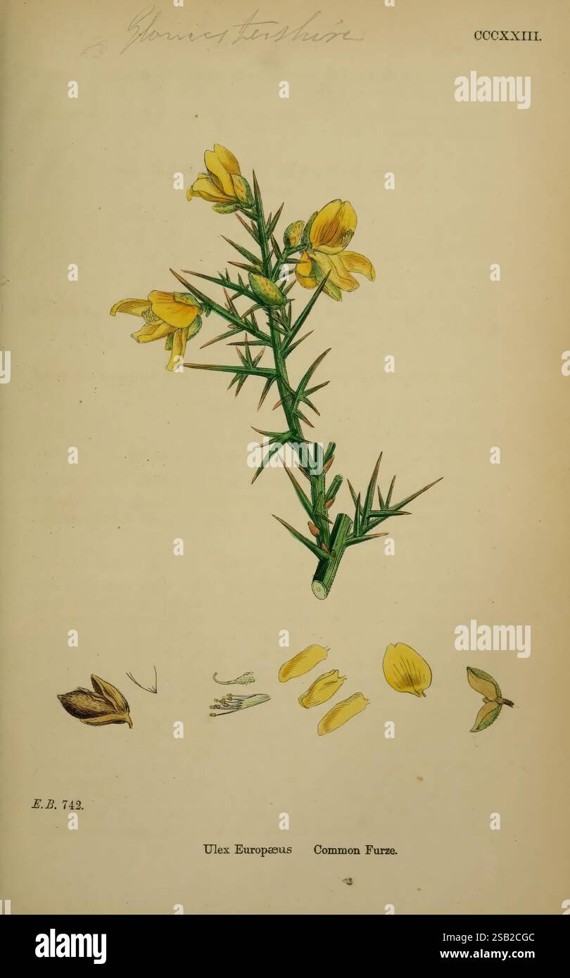 English, botany, or Coloured, figures, of, British, plants, London, R ...