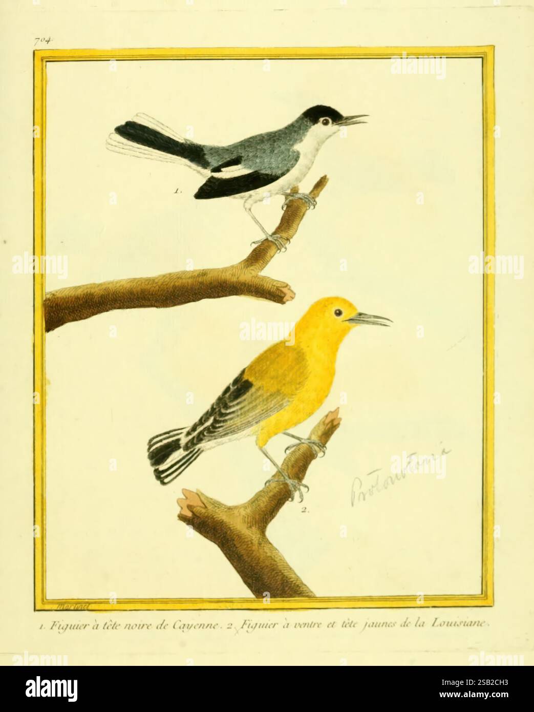Planches, enluminées, d'histoire, naturelle, Paris?, s.n, 1765-1783 ...