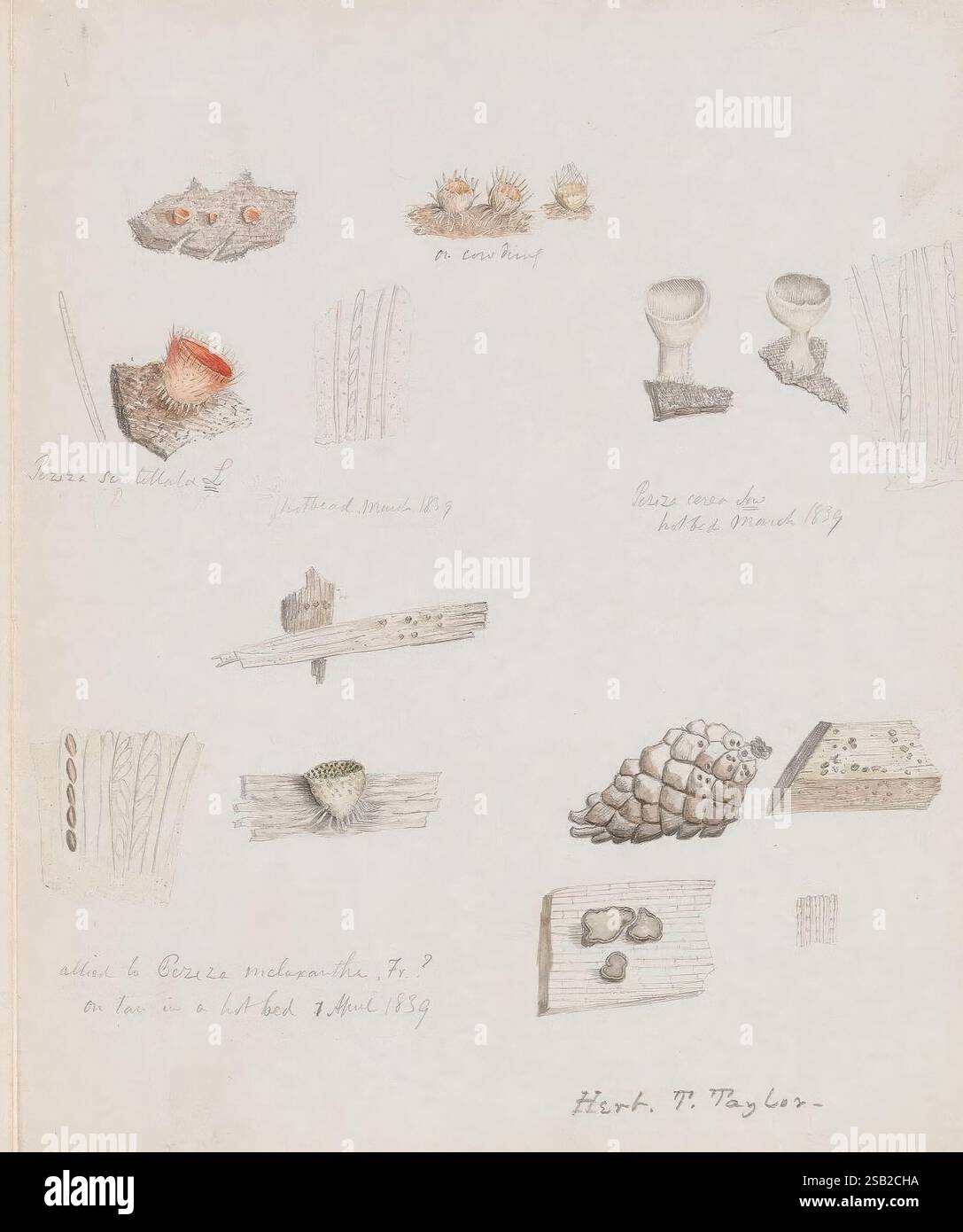Drawings of fungi, [Not before 1839], fungi, pictorial works,, The ...