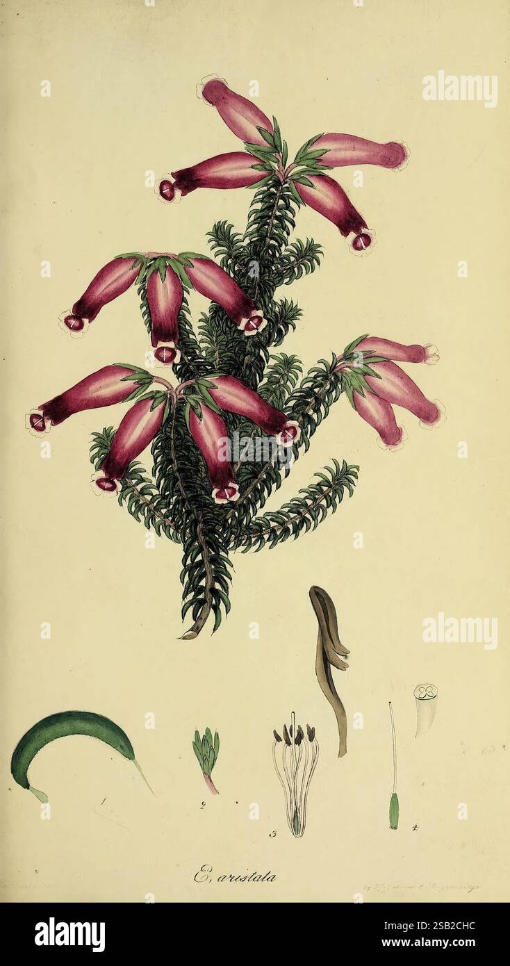 The heathery, or A monograph of the genus Erica, London, Henry G. Bohn ...