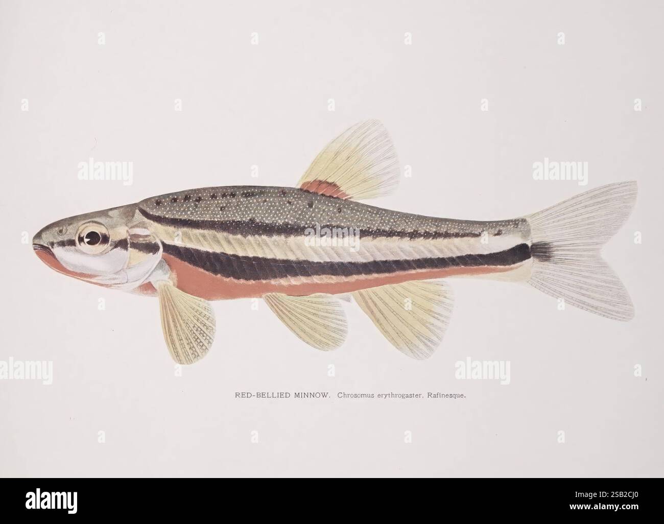 Sample plates, Illinois fishes, Urbana, Ill, c1903, fishes, Illinois ...