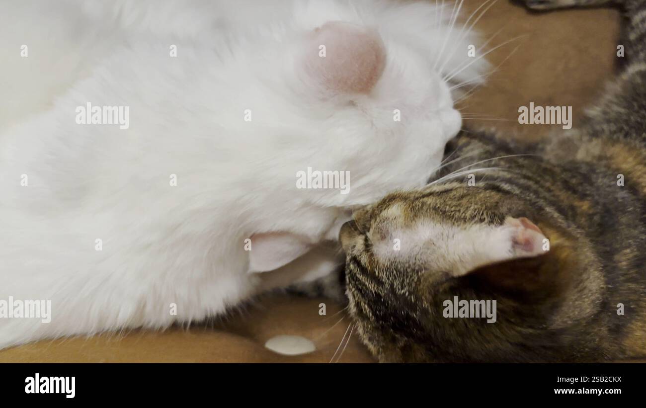 Beautiful domestic cats licking each other with tongues at home. Cute ...