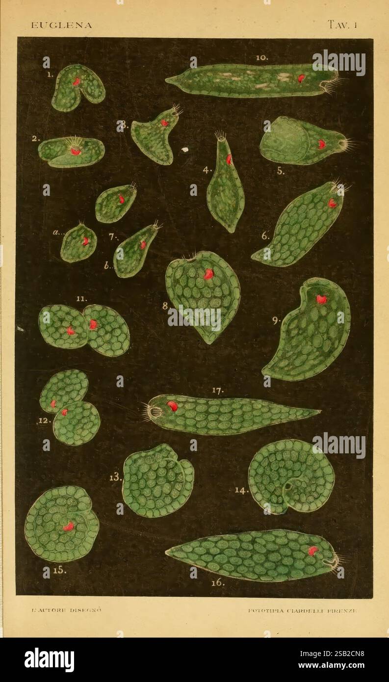 Genesis, organization, metamorphosis, infusoria, protista, Museum of ...
