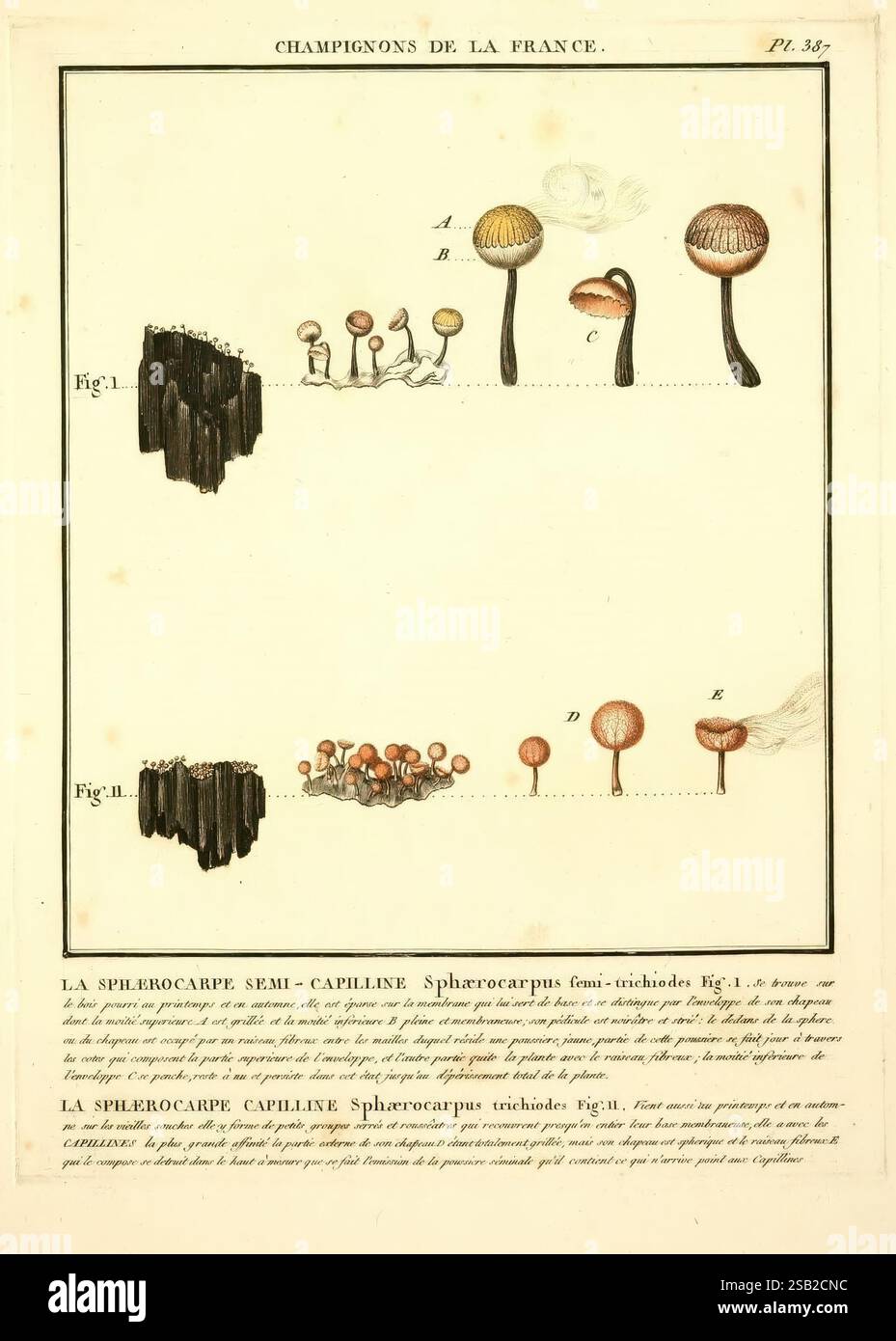 Dark spore producing structures hi-res stock photography and images - Alamy