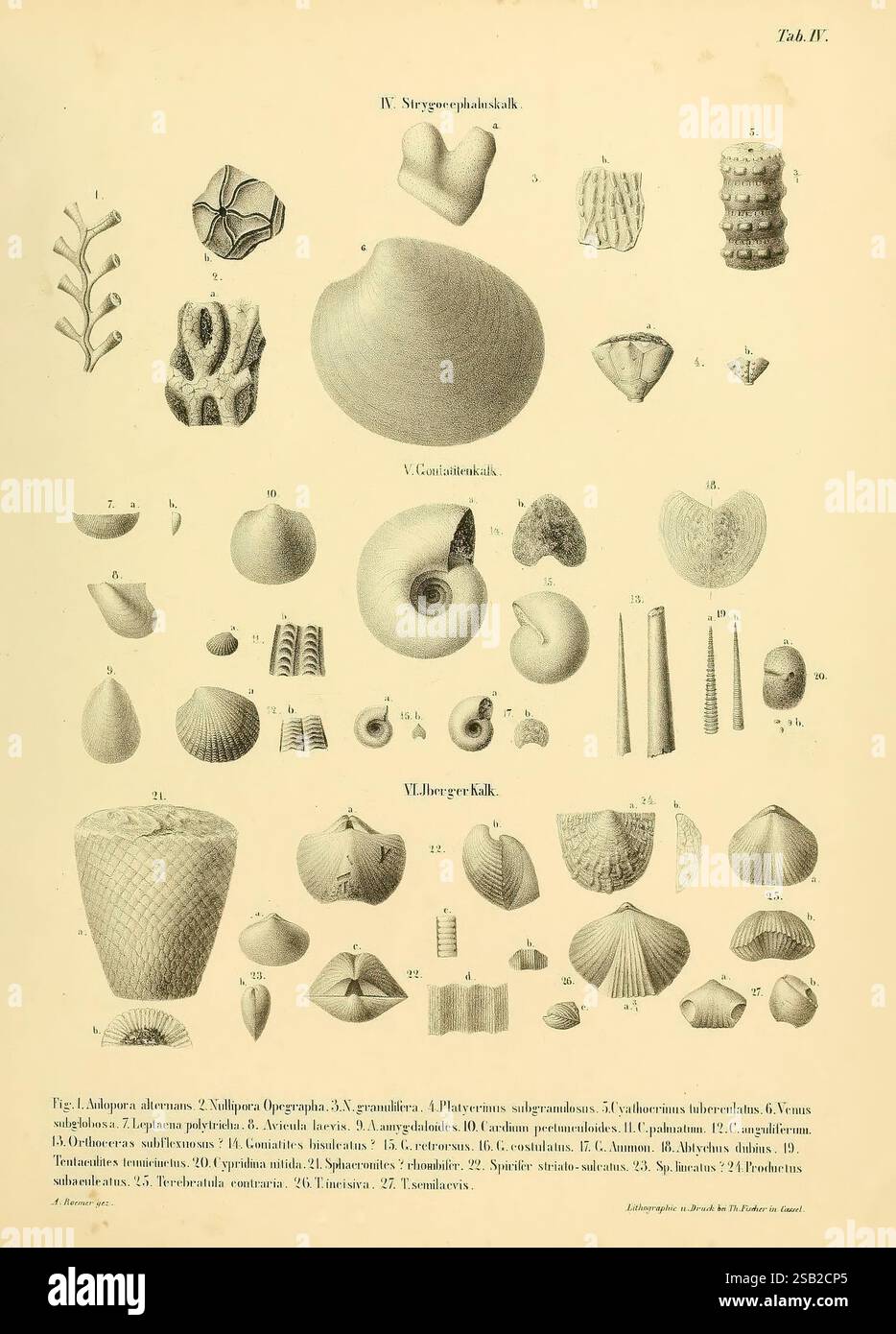 Palaeontographica. Cassel, Theodor Fischer, 1846-1933, 560643, geology ...