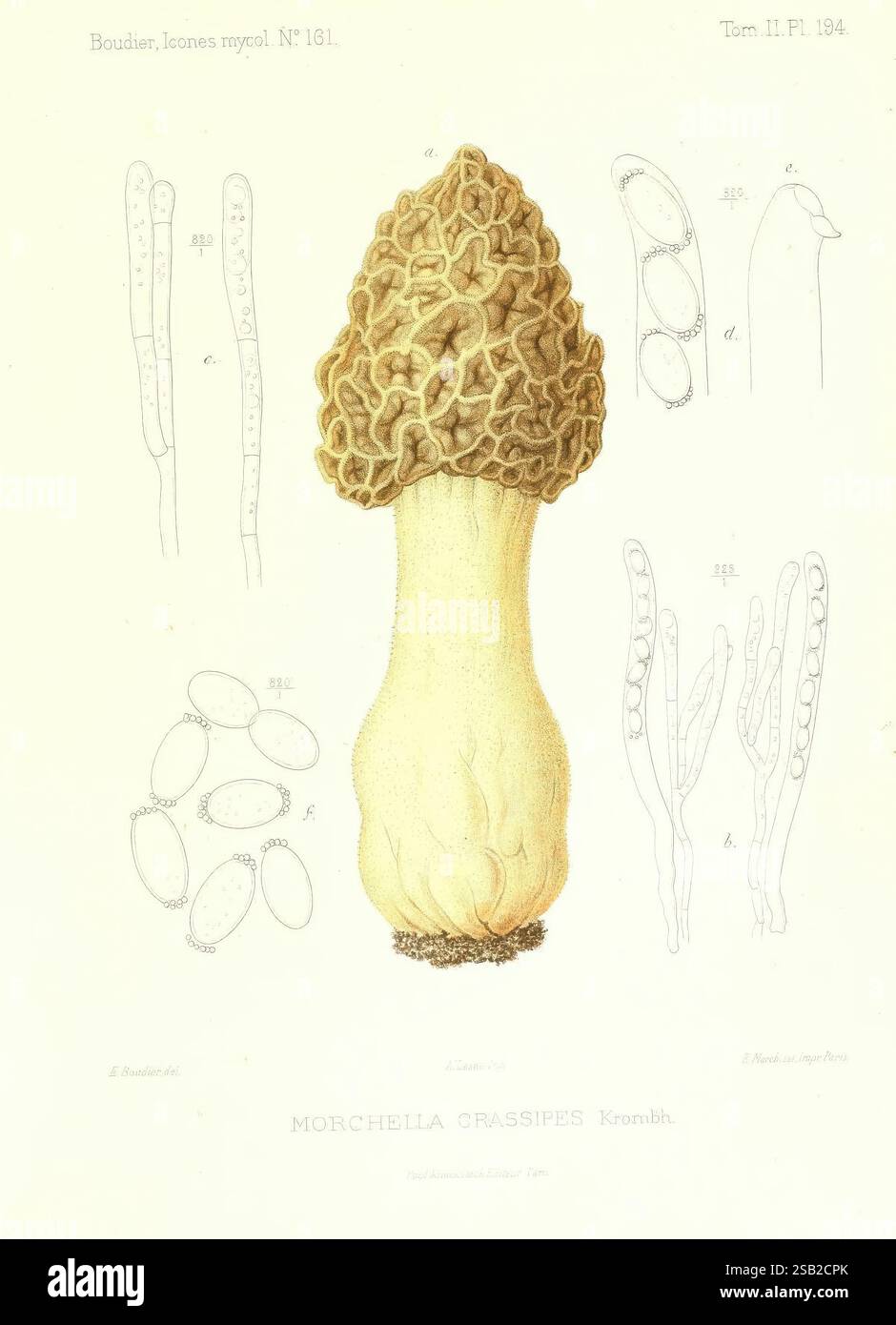 Icones mycologicae, ou Iconographie des champignons de France ...