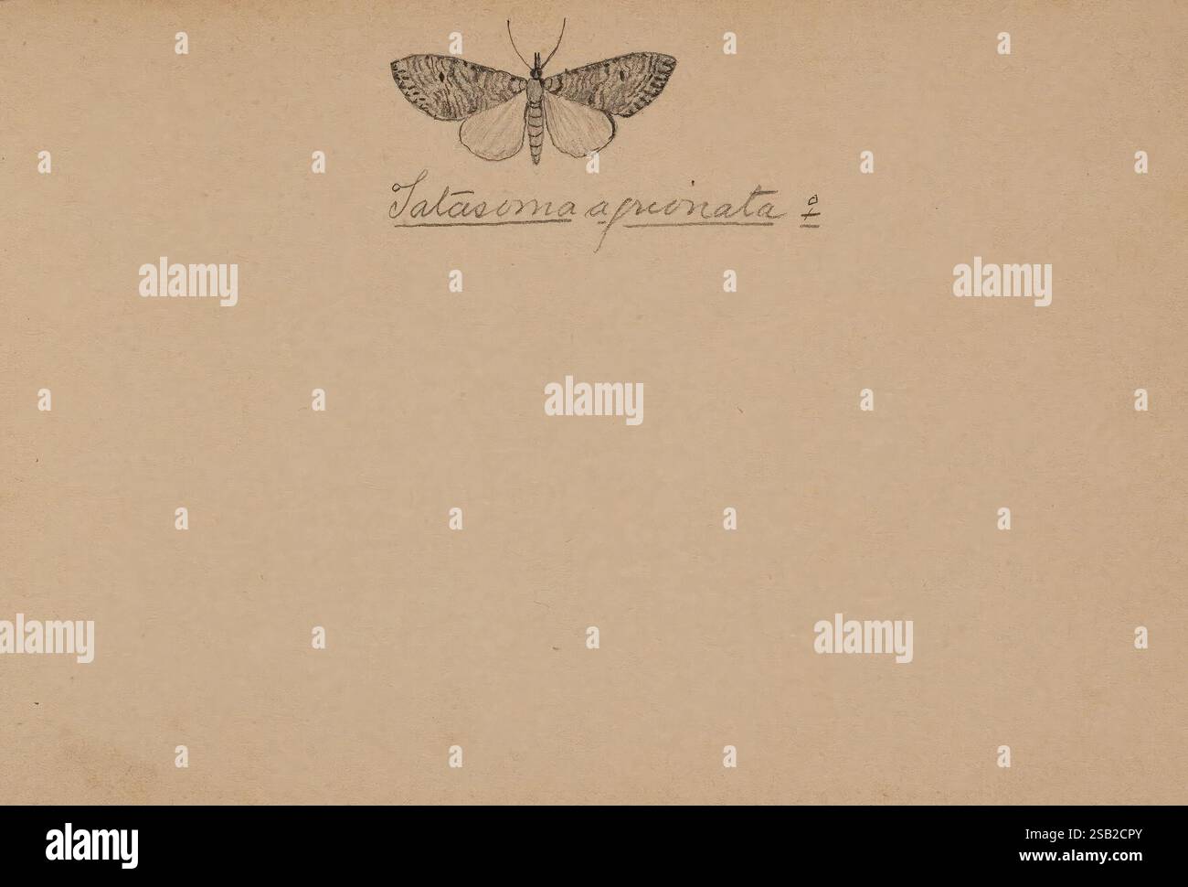 Moths symmetrical shape hi-res stock photography and images - Alamy