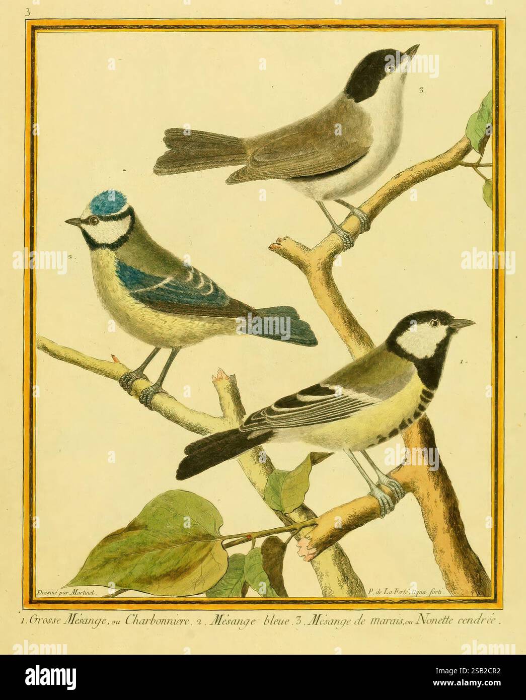 Planches enluminées d'histoire naturelle t.1 Paris, s.n, 1765-1783 ...