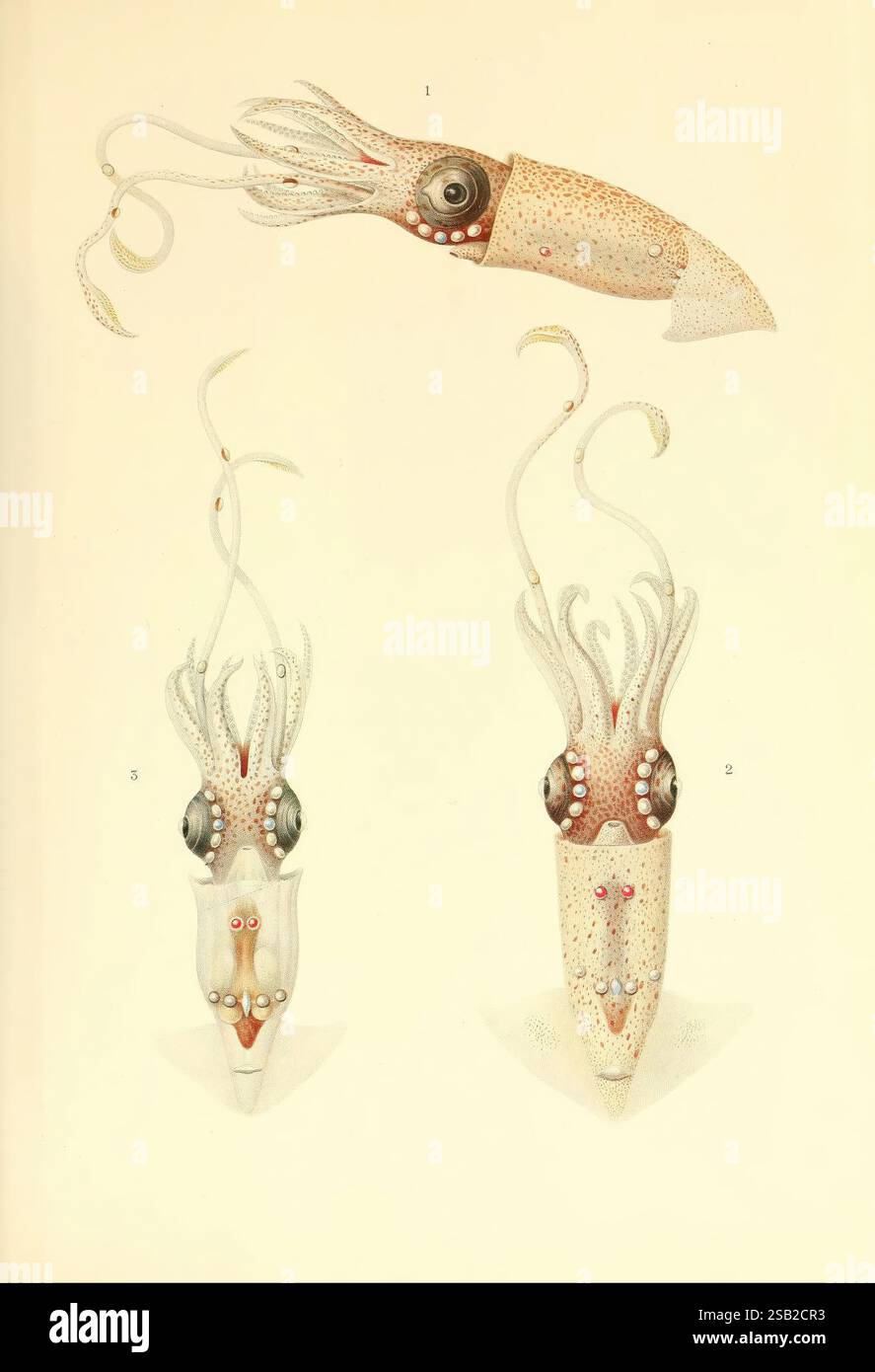 The Cephalopod Atlas, 1975, Cephalopoda, Thaumatolampas diadema ...