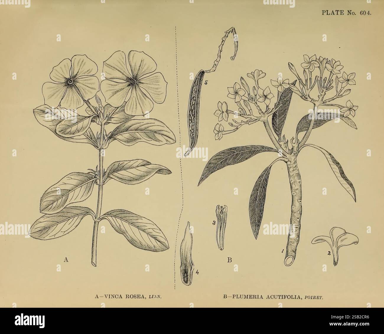Indian medicinal plants Bahadurganj India Sudhindra Nath Basu Pâninî ...