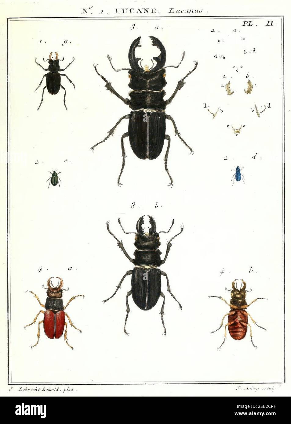 Prominent black stag beetle hi-res stock photography and images - Alamy