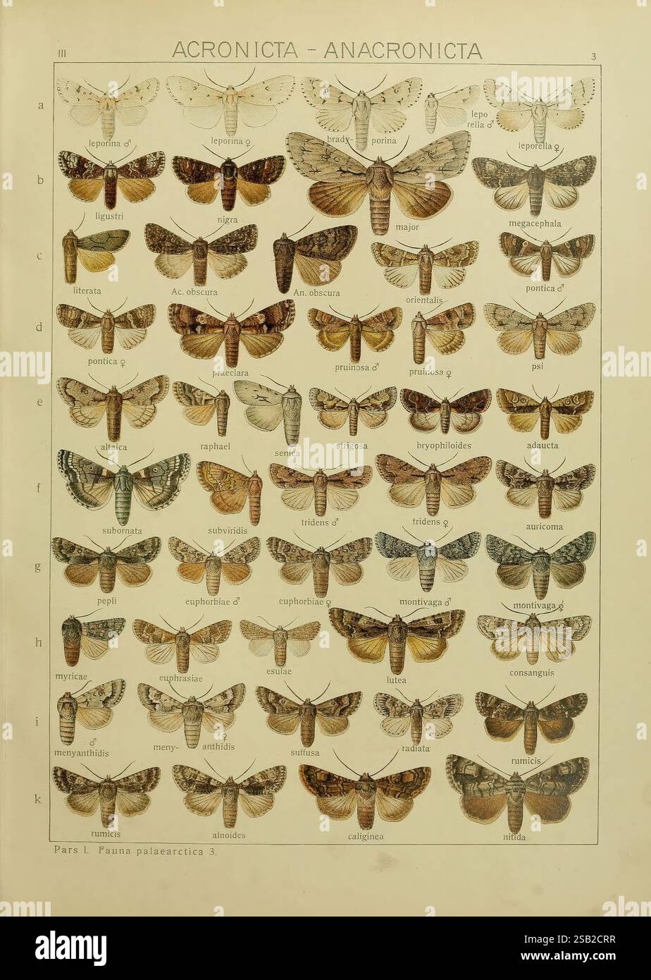 Morphological differences across species hi-res stock photography and ...