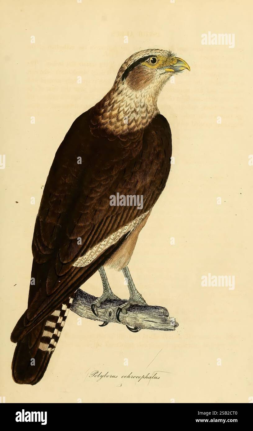 Illustrations of ornithology, Dublin, Longman, Rees, Orme, Brown ...