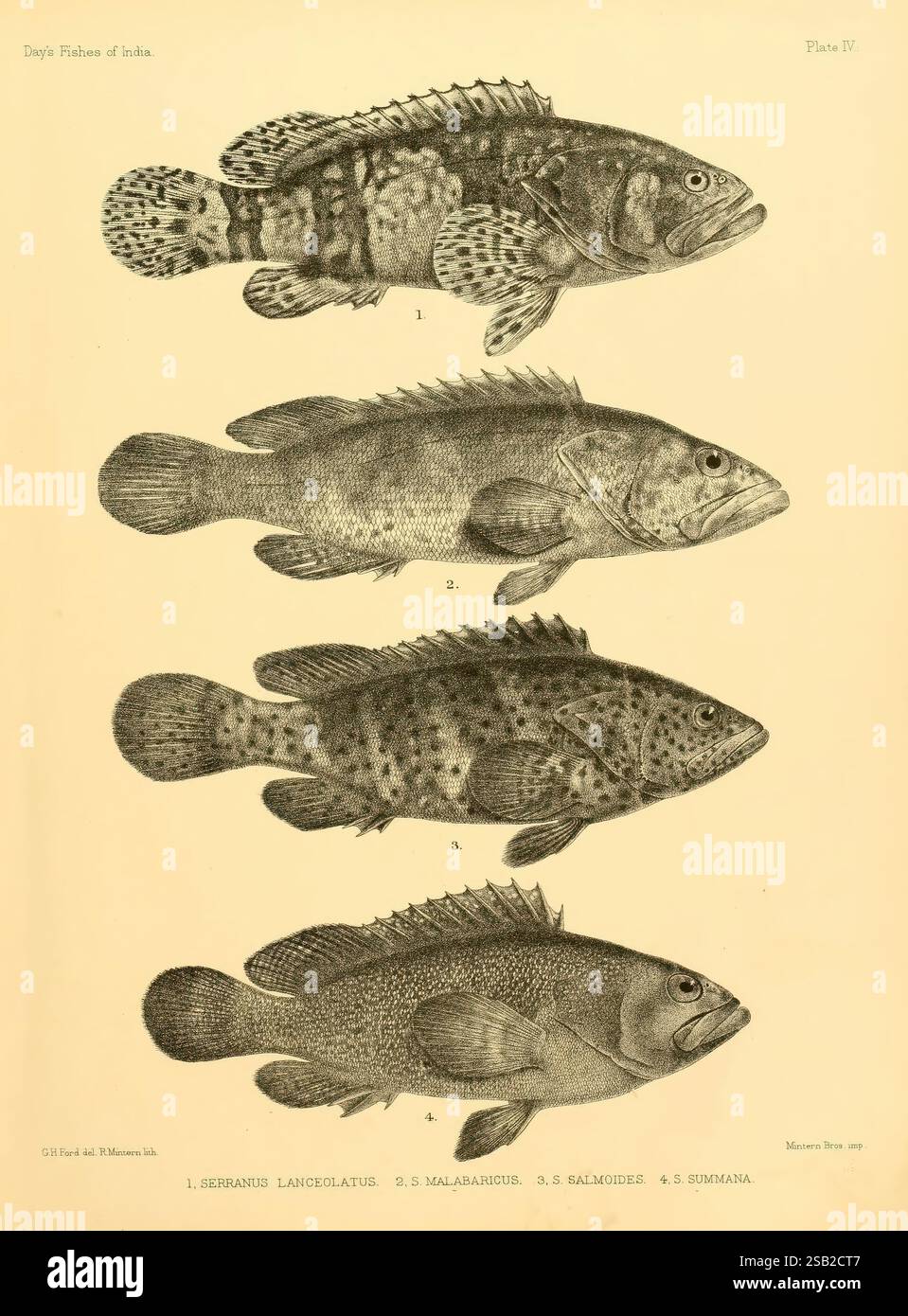 The fishes of India, [1875]-1878, India, Burma, Indian Ocean, Sri Lanka ...