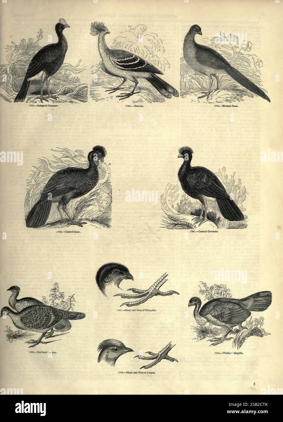 Top row showcases birds hi-res stock photography and images - Alamy