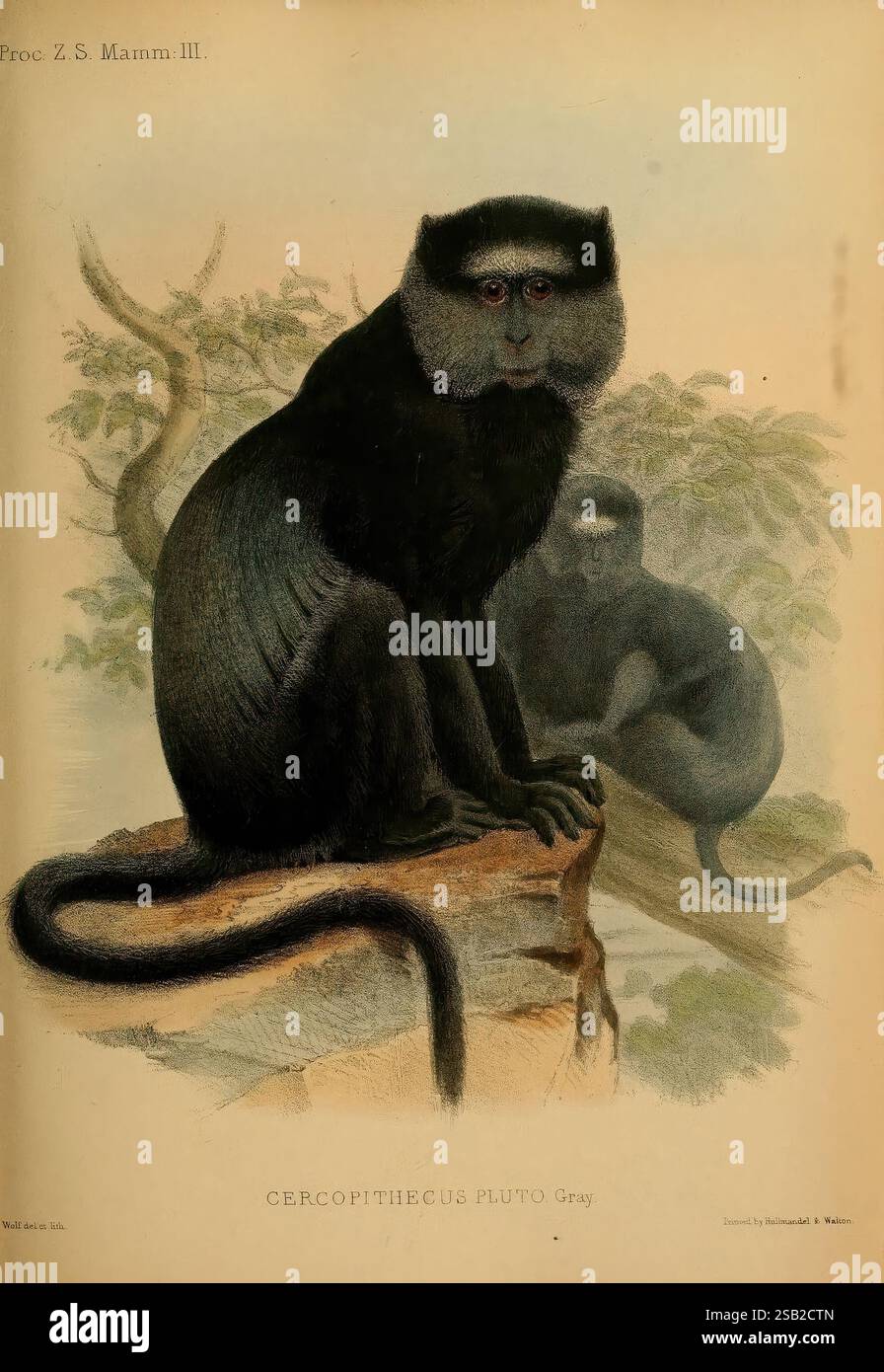 Cercopithecus mitis joseph wolf artist hi-res stock photography and ...
