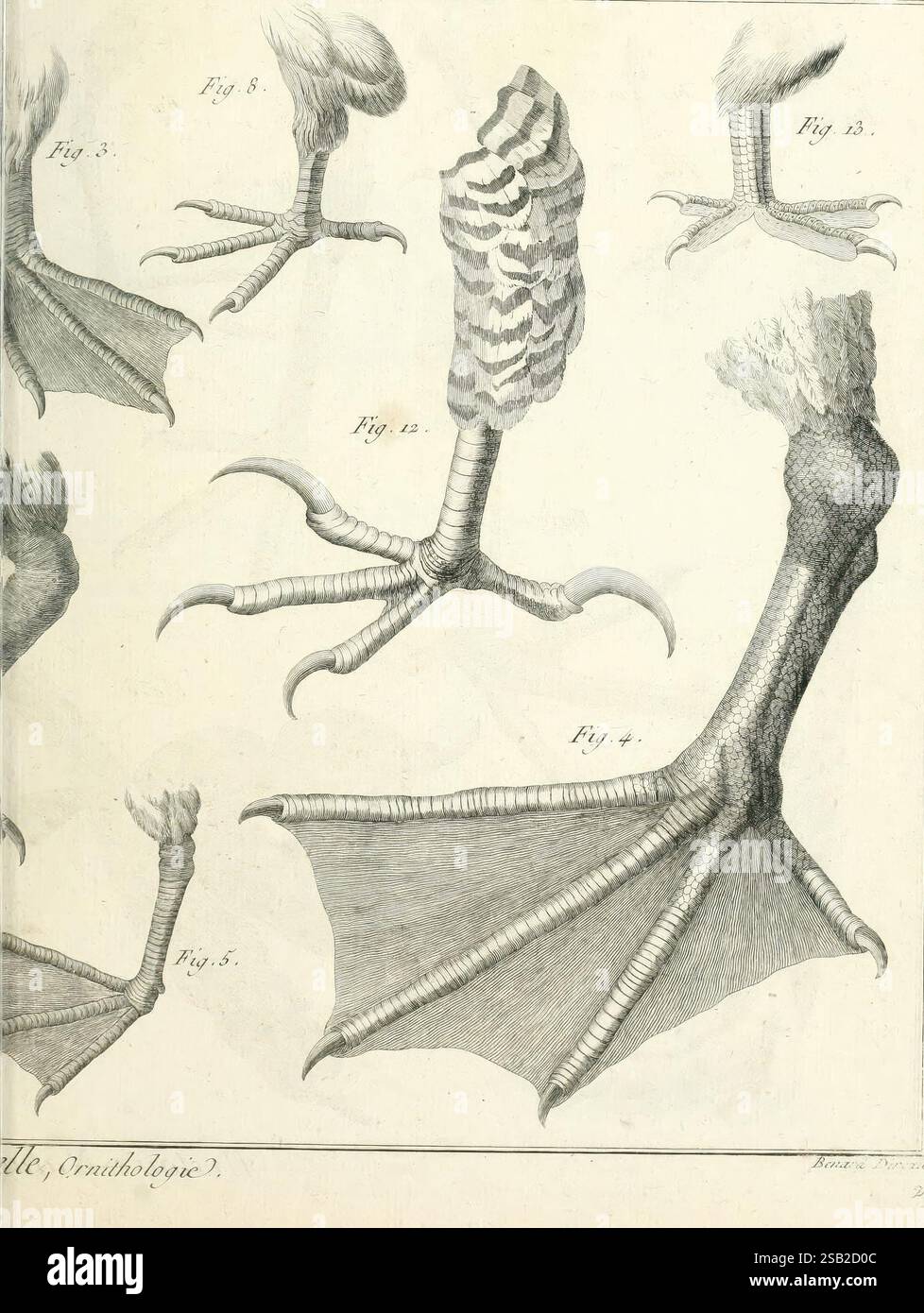 Tableau encyclopédique et méthodique des trois règnes de la nature, A ...