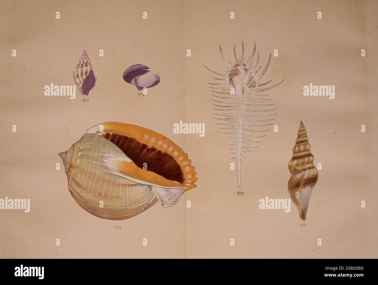 Kaisenshu. Kyoto, Yamada Naozoburo, 1914-1915,, Japan, mollusks ...