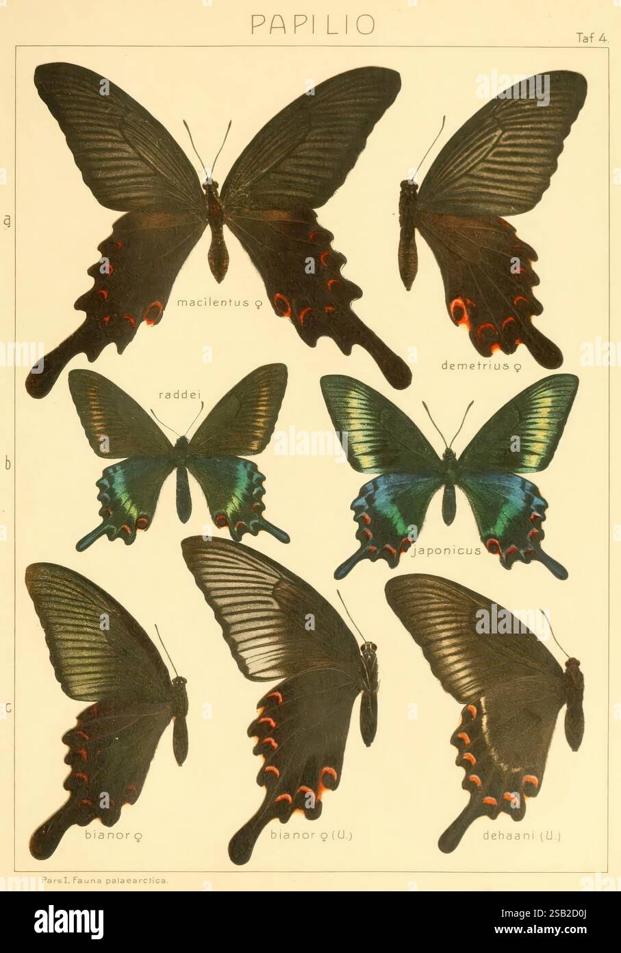 The, Macrolepidoptera, of, the, world, Stuttgart, Seitz'schen, (Kernen ...
