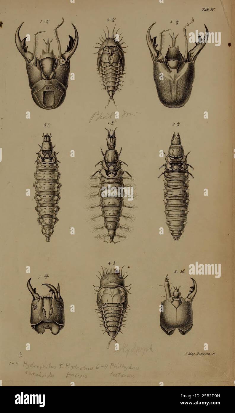 Larvae hydrophilus hydrophilidae water beetles hi-res stock photography ...