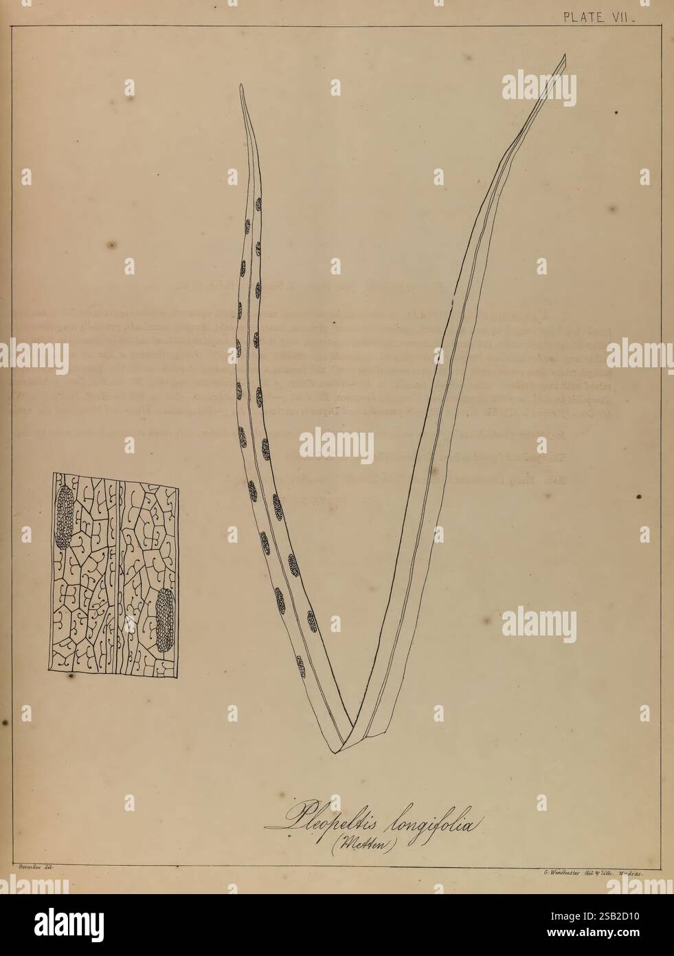 Elongated plant specimen labeled hi-res stock photography and images ...