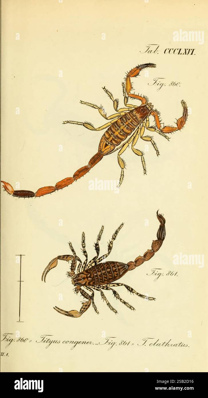 Larger scorpion hi-res stock photography and images - Alamy