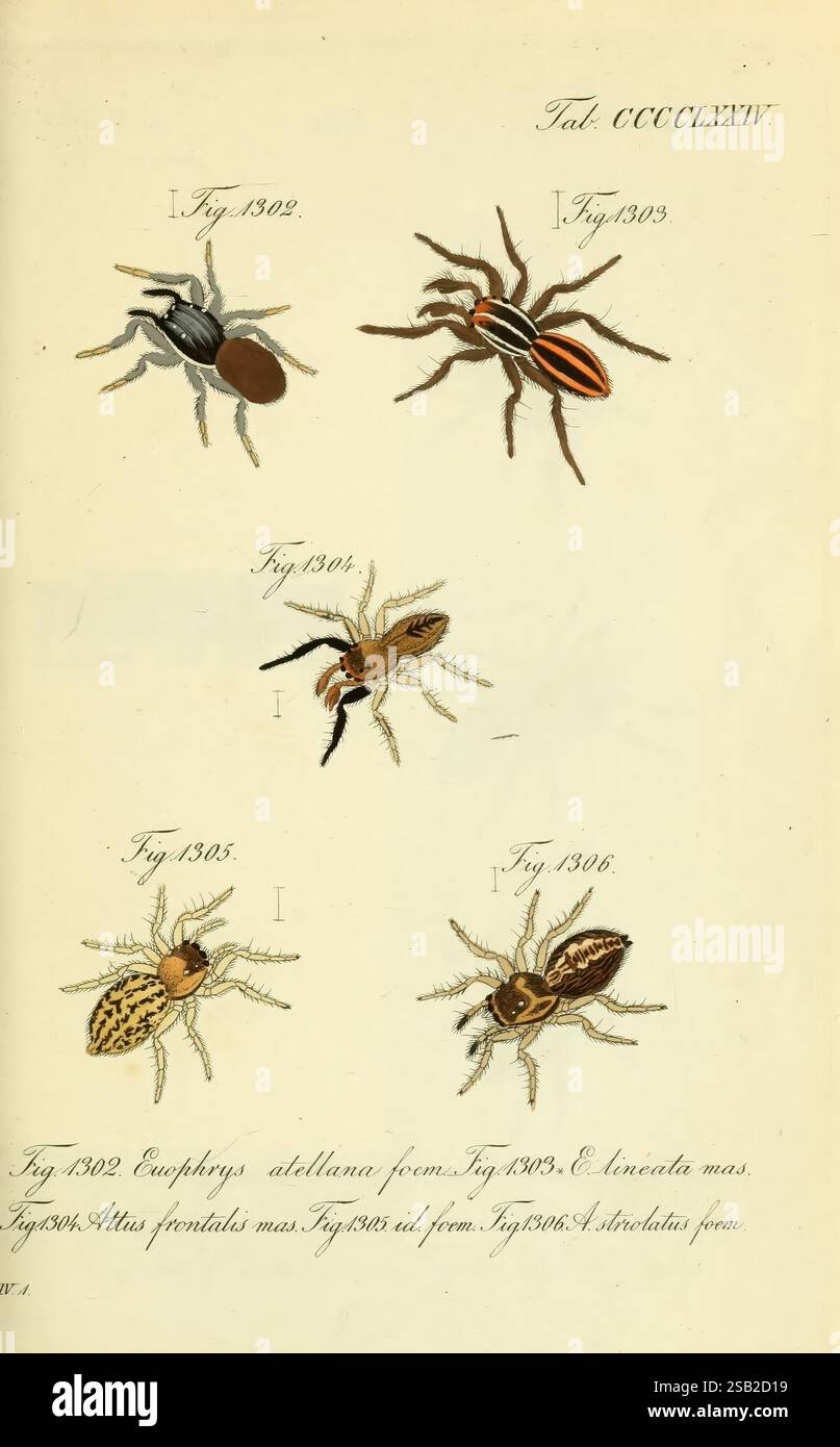 Unique leg structures hi-res stock photography and images - Alamy