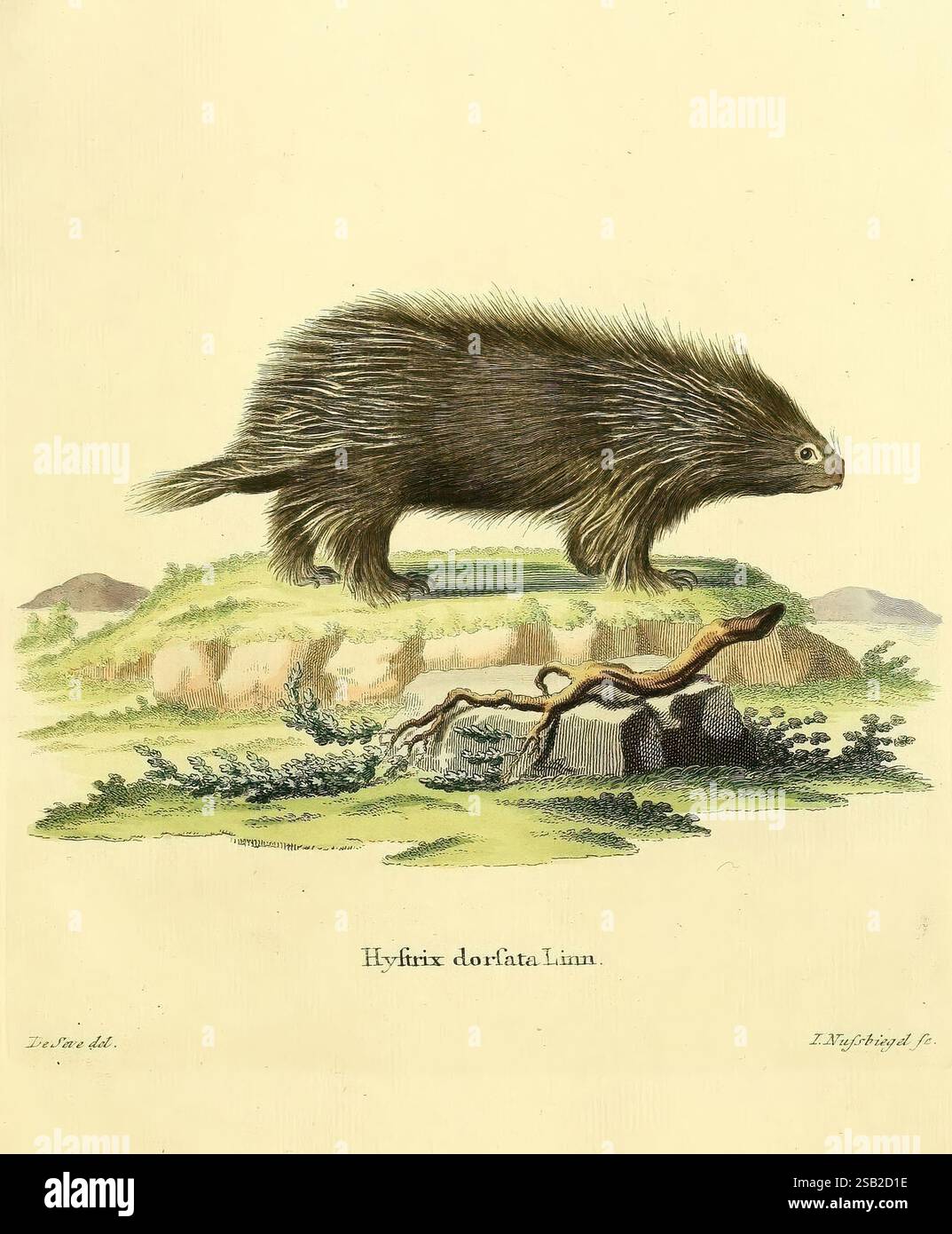 Subtle features amidst hi-res stock photography and images - Alamy