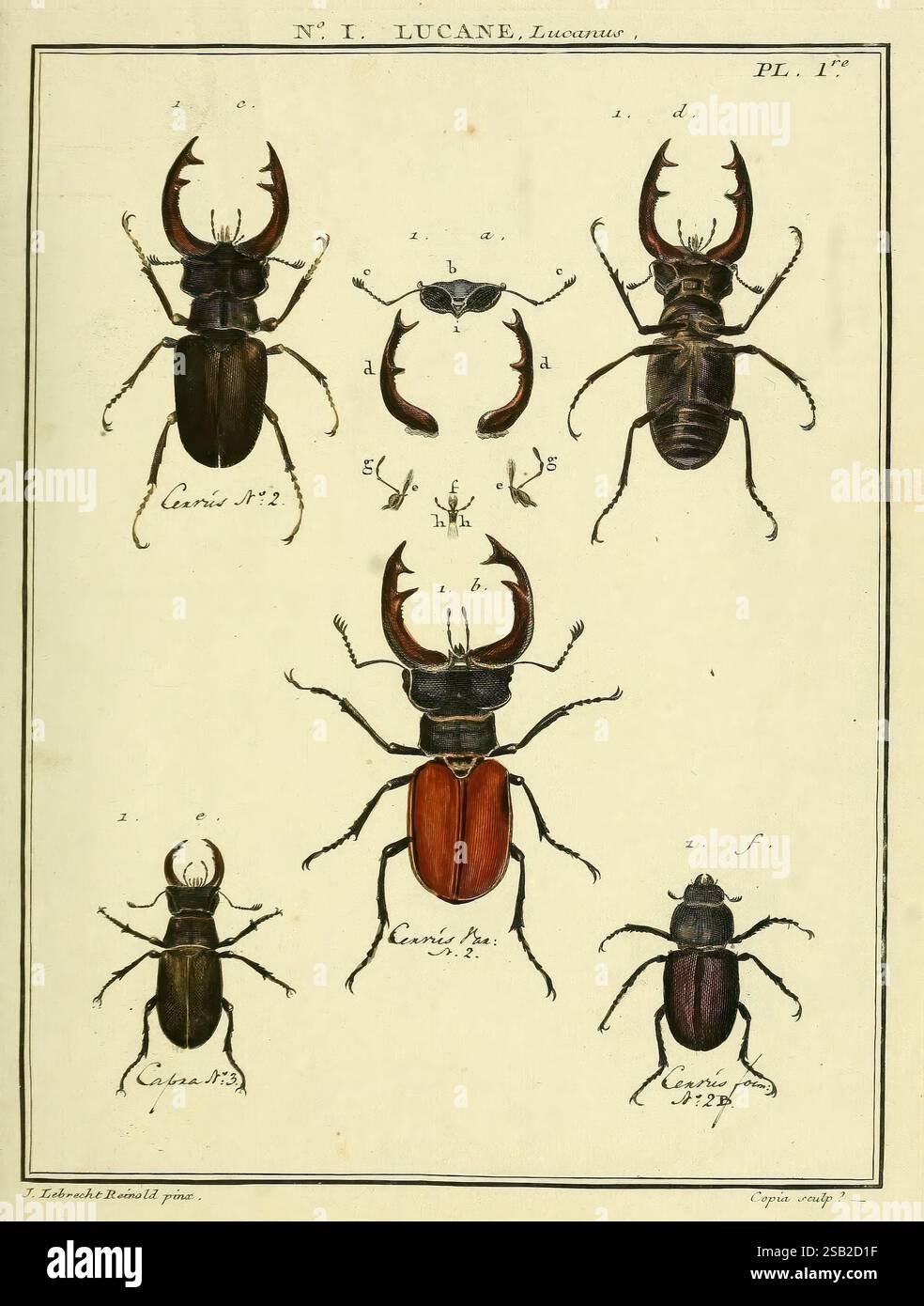 Detailed taxonomy plate hi-res stock photography and images - Alamy