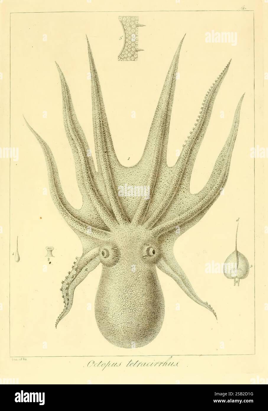 Descrizione, e, anatomy, degli, animali, invertebrates, della, Sicilia ...