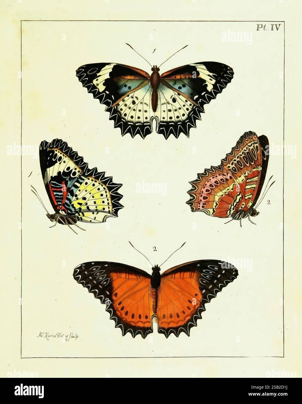 Bottom right butterfly hi-res stock photography and images - Alamy