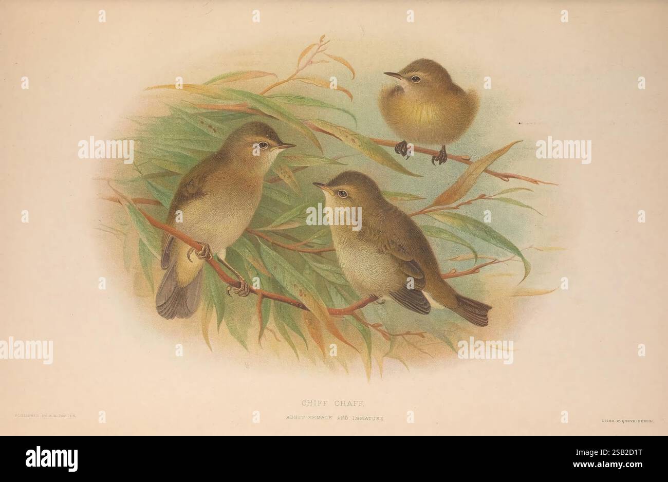 The, British, warblers, London, R.H. Porter, 1907-1914, Great Britain ...