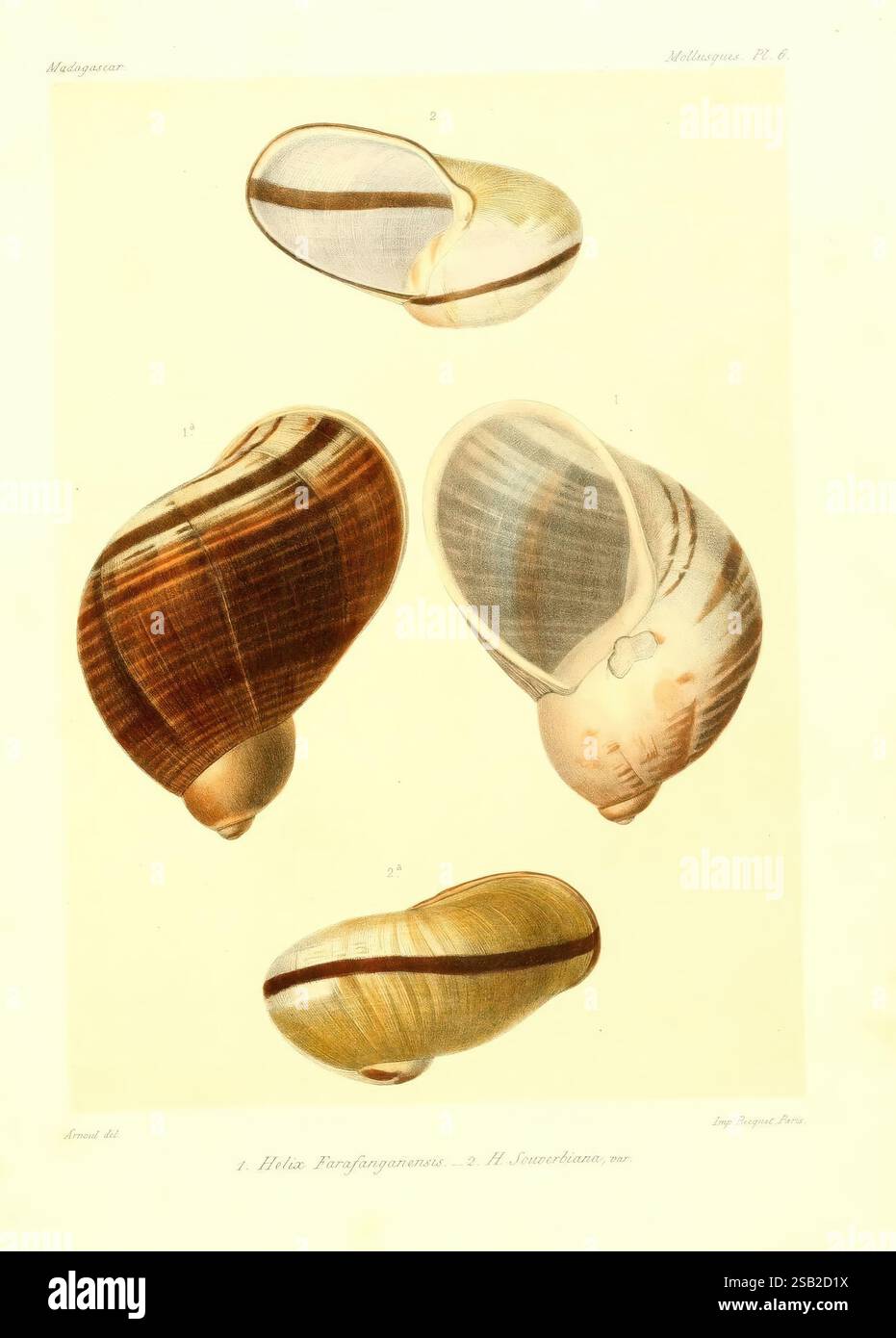 Lower shells reveal hi-res stock photography and images - Alamy