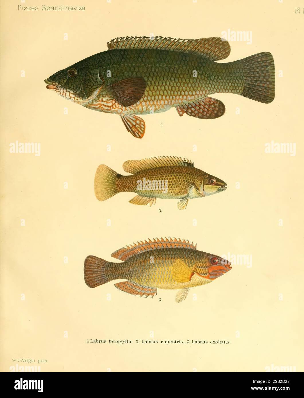 Labrus berggylta hi-res stock photography and images - Alamy