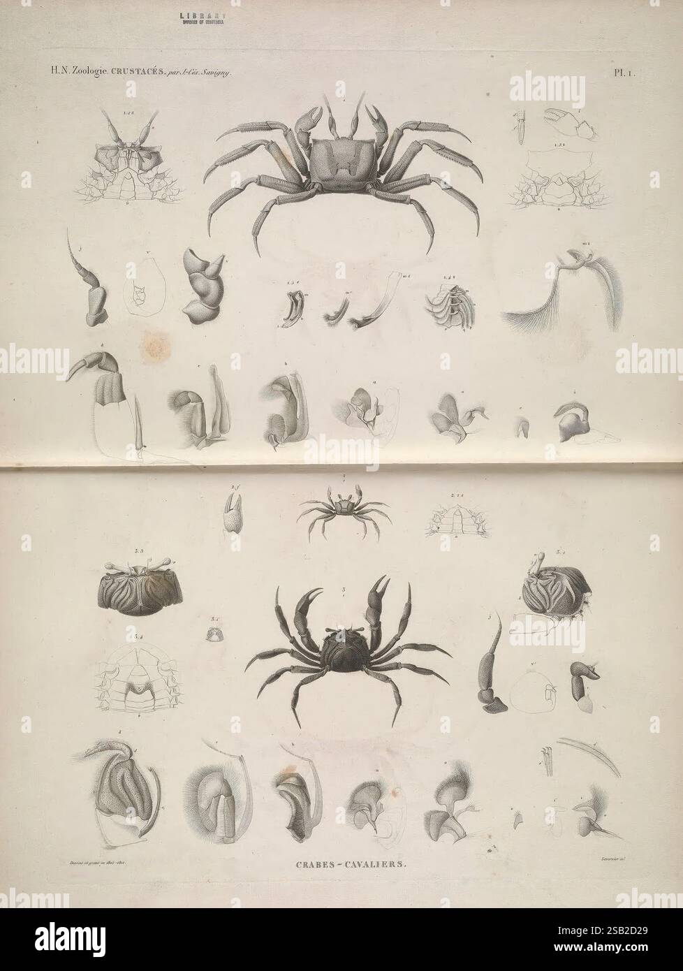 The illustration presents a detailed study of various crustaceans ...