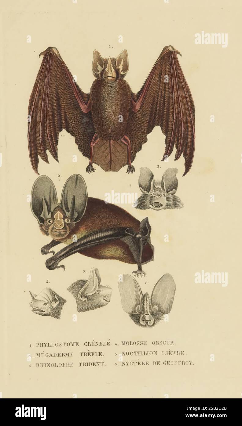 Various bat species hi-res stock photography and images - Alamy