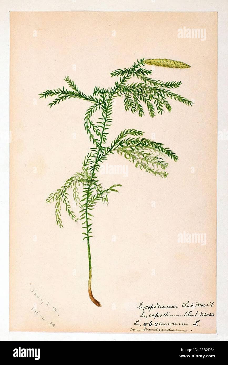 Probable specimen identification hi-res stock photography and images ...