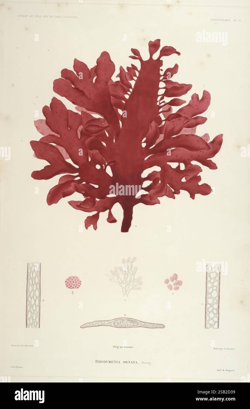 Botanique, Paris, Gide et Cie, 1845-1853., The illustration showcases a ...