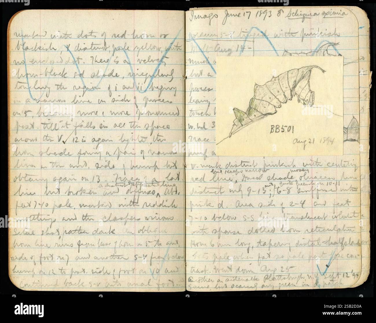 H. G. Dyar, bluebook 492510, 1894-1902, New York, United States, Maine ...