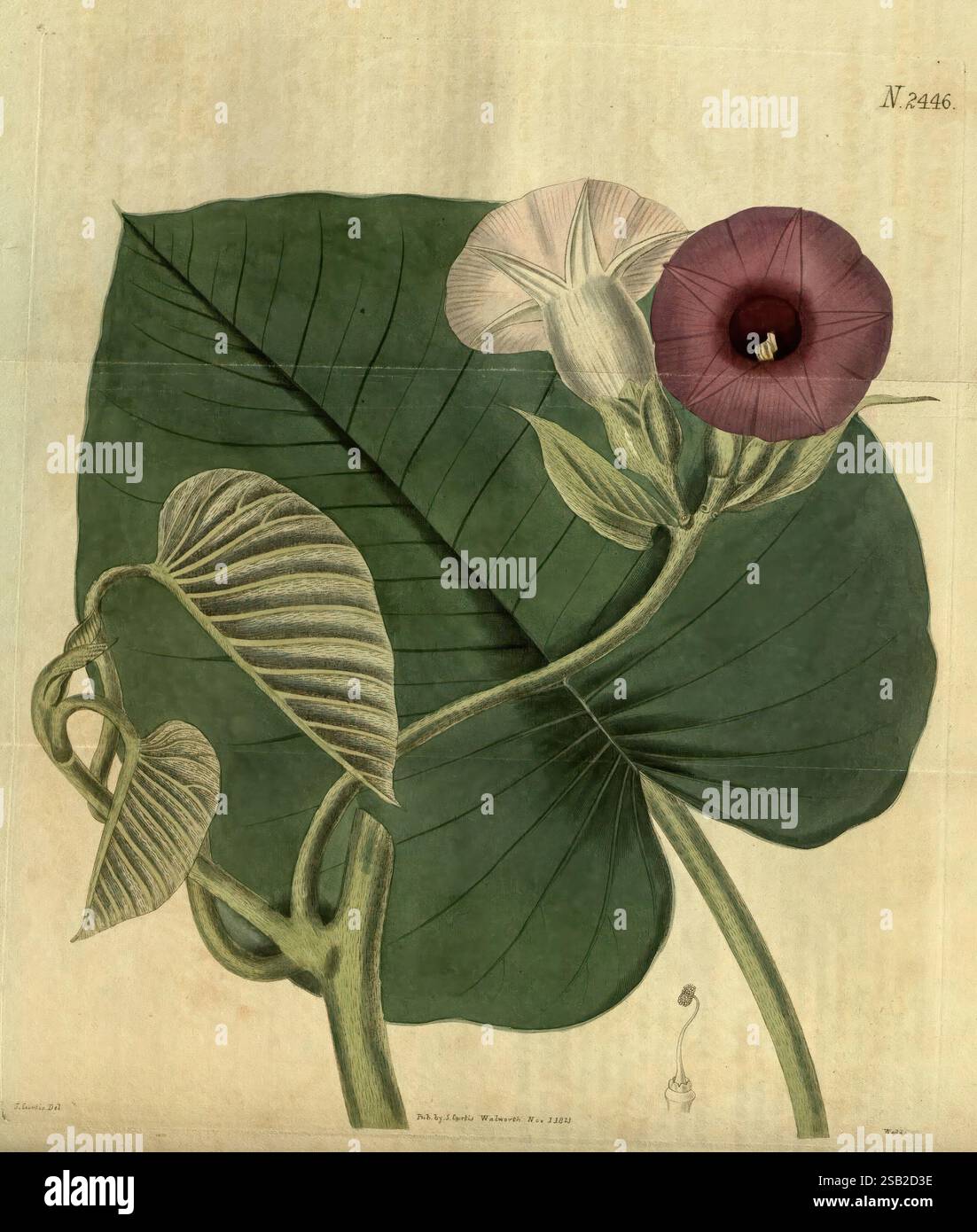 Curtis's Botanical Magazine, London, New York, Botanical Illustration ...