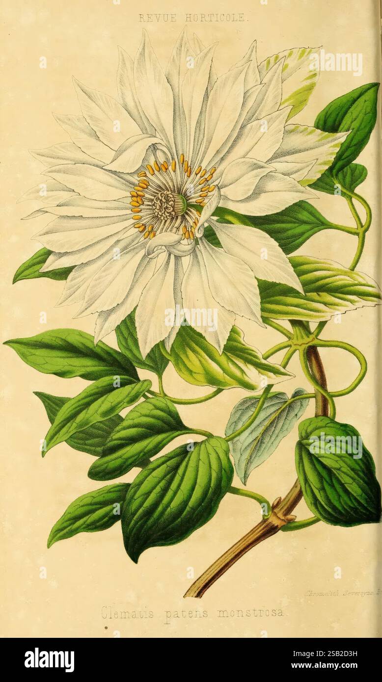Revues horticole hi-res stock photography and images - Alamy