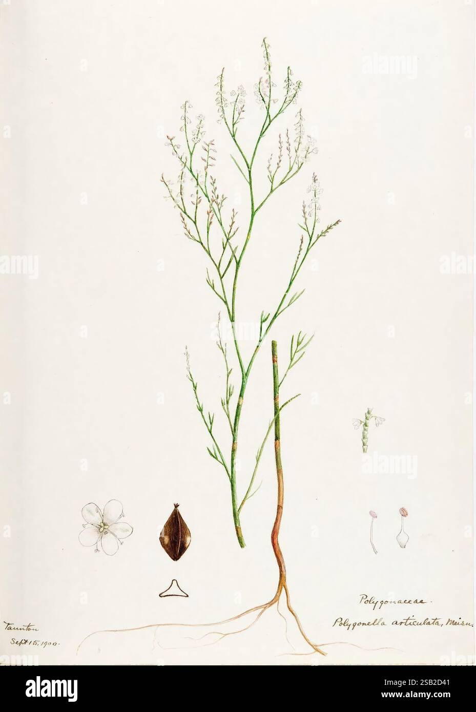 Water-color sketches, of, plants, of, North, America, and, Europe., The ...