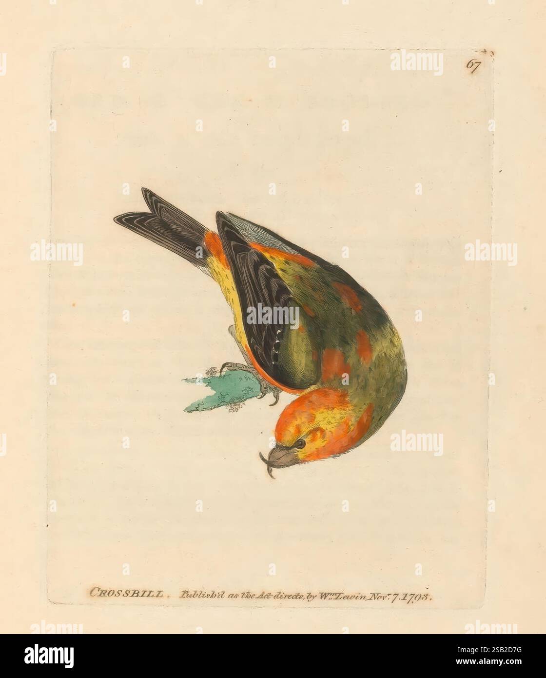 Crossbills striking colors hi-res stock photography and images - Alamy